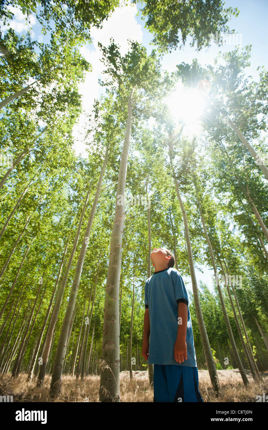 USA, Oregon, Boardman, Boy looking up at poplar trees Stock Photo - Alamy