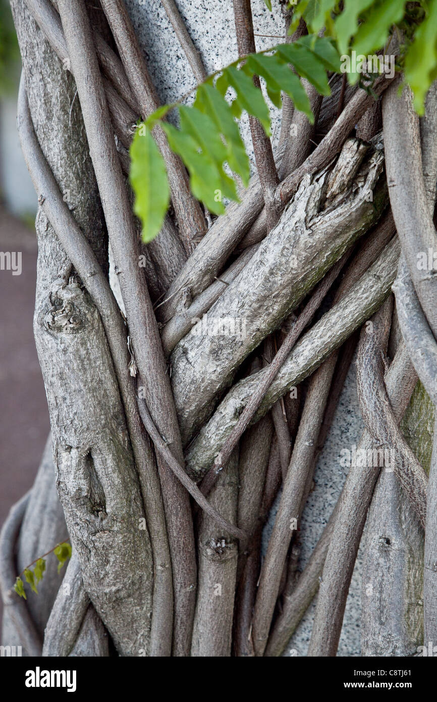 Climbing vine on a tree Stock Photo - Alamy