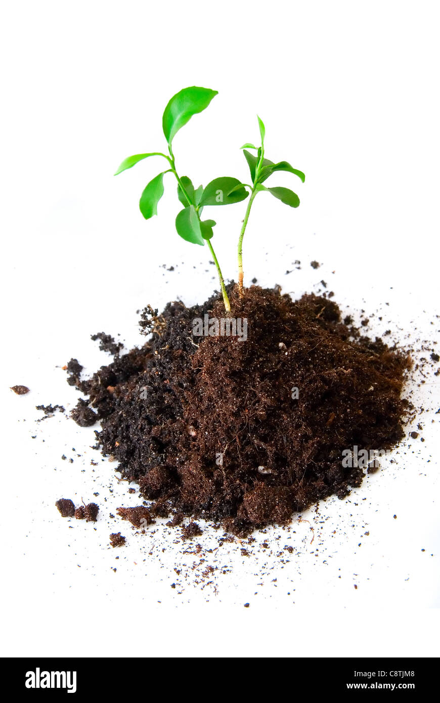 Baby plant in soil on white background Stock Photo - Alamy