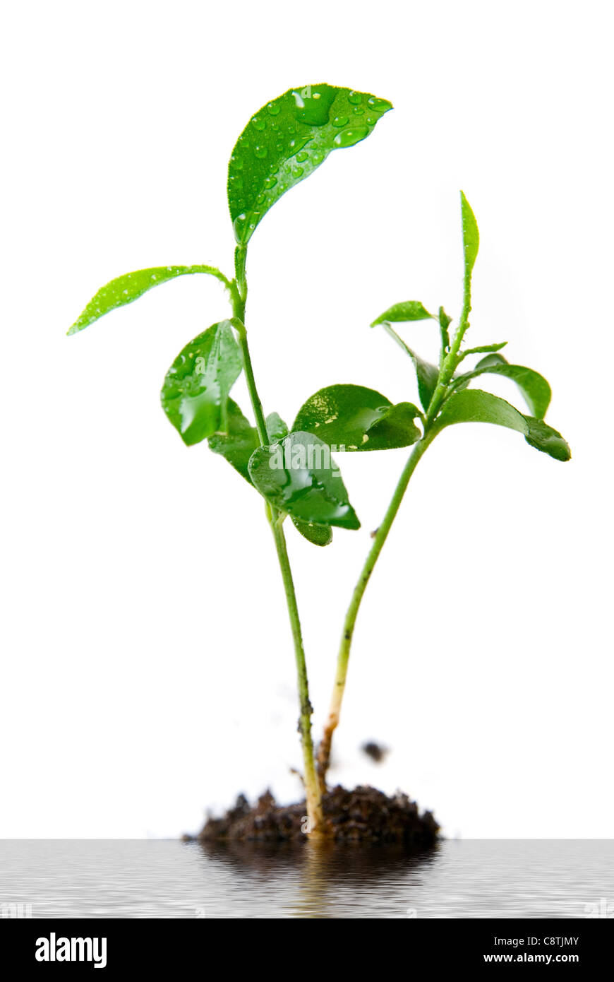 Cormus hi-res stock photography and images - Alamy