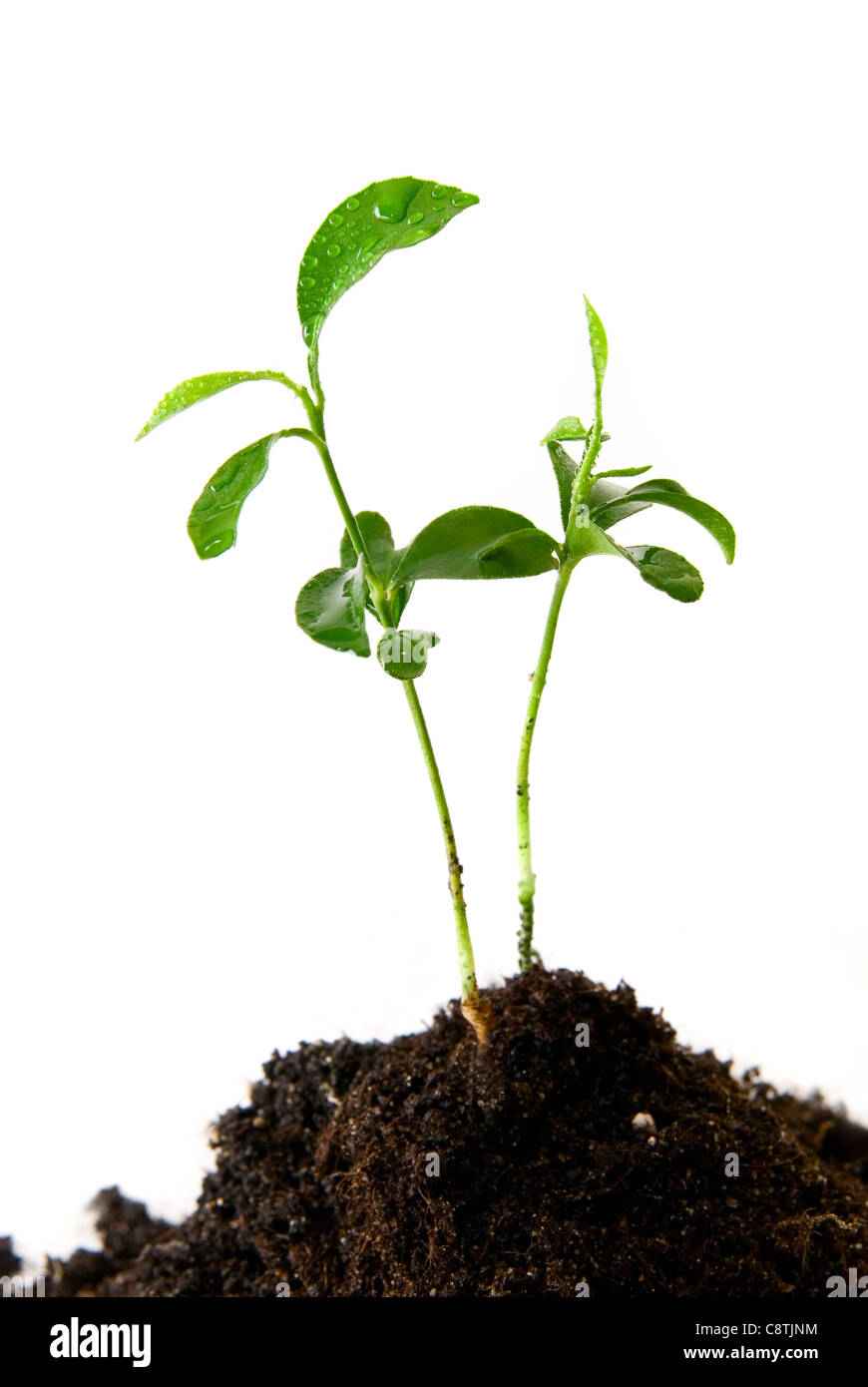 Cormus hi-res stock photography and images - Alamy