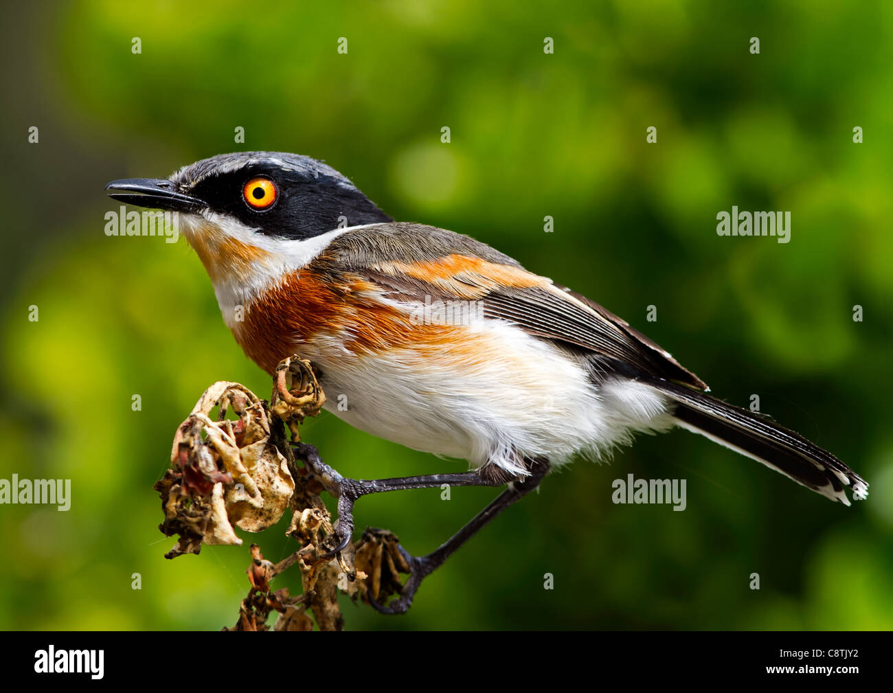Female cape batis batis capensis hi-res stock photography and images ...