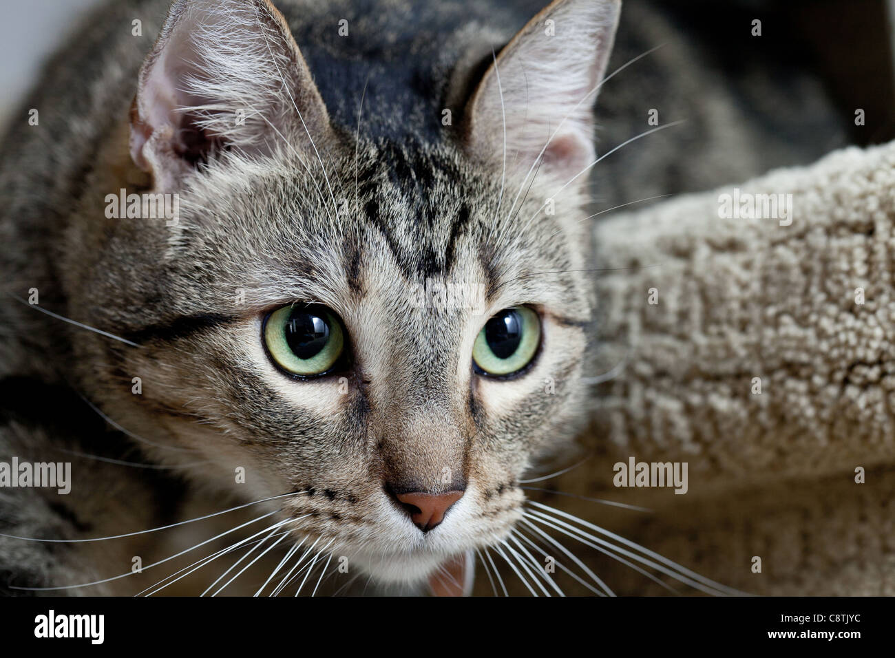 Chase hunt hi-res stock photography and images - Alamy