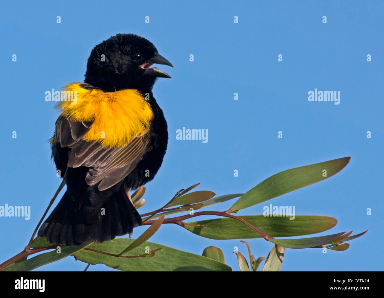 Euplectes hi-res stock photography and images - Alamy