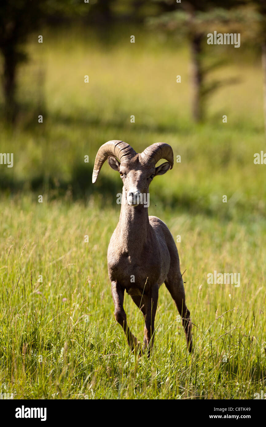 USA, Colorado, Bighorn ram Stock Photo - Alamy