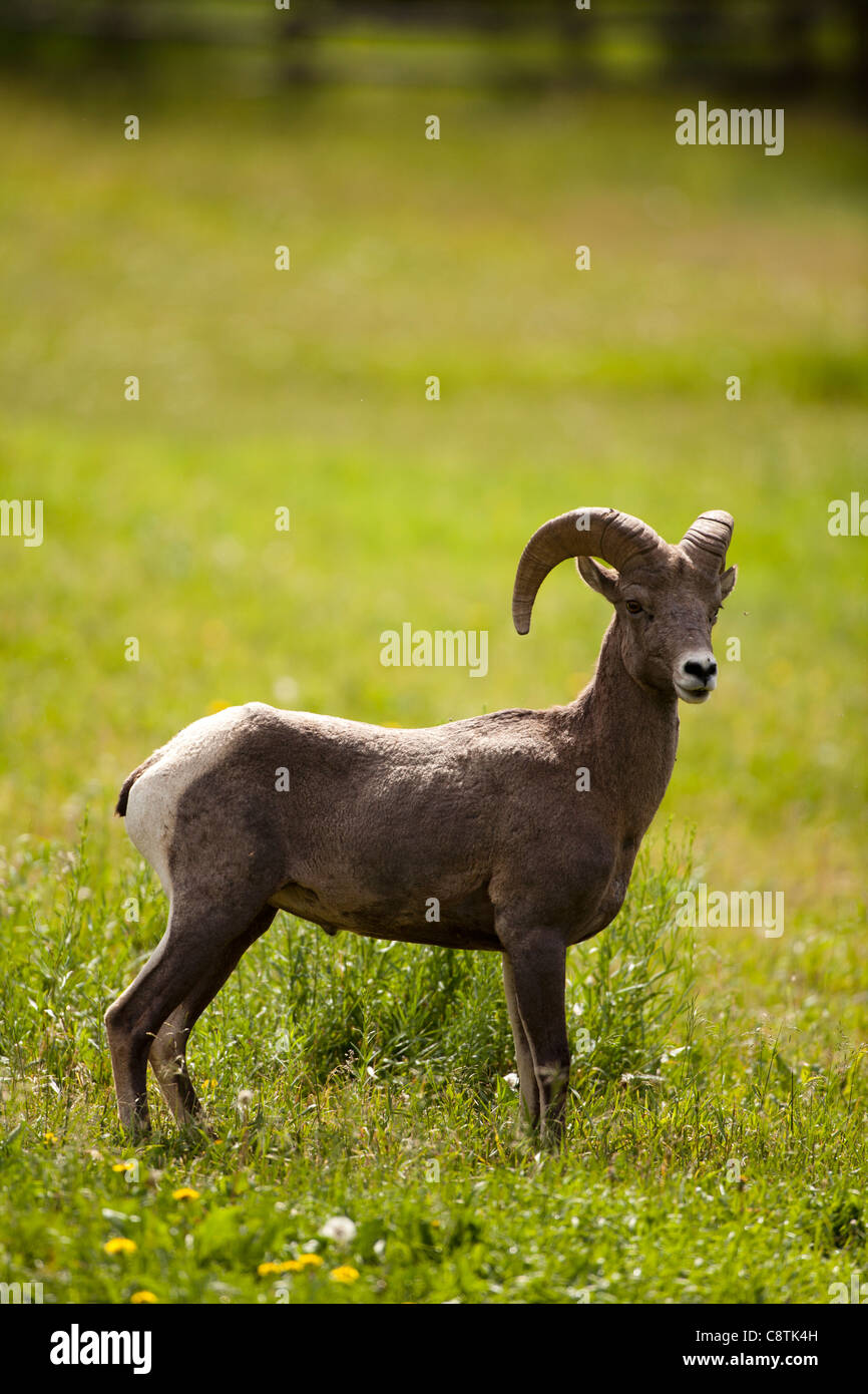 USA, Colorado, Bighorn ram Stock Photo - Alamy