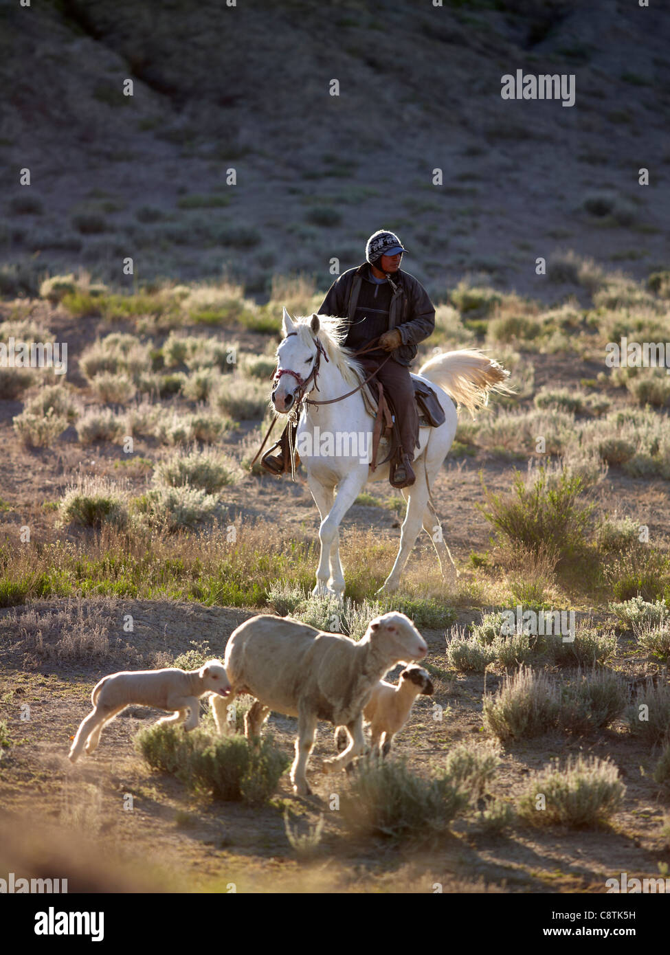Cowboy herding cattle hi-res stock photography and images - Alamy