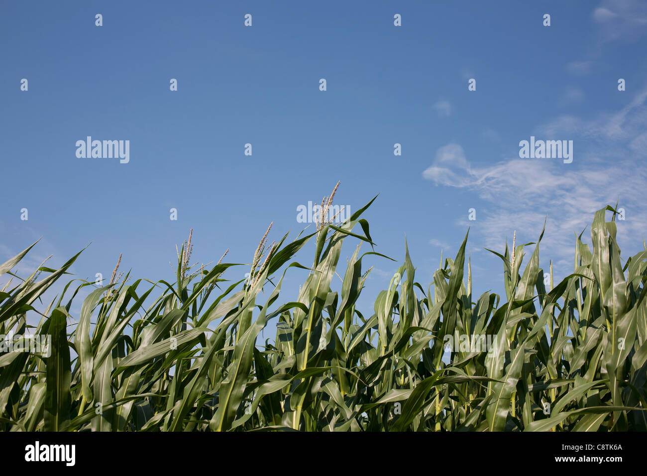 Corn stalk usa hi-res stock photography and images - Alamy