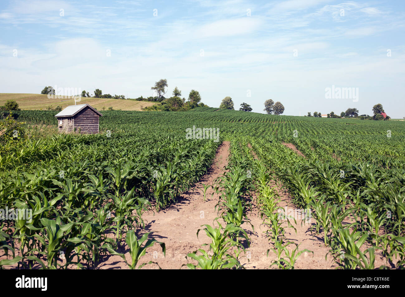 USA, New York State, Corn farm Stock Photo - Alamy