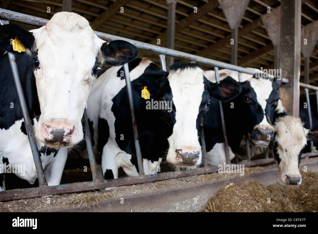 Cattle barn usa hi-res stock photography and images - Alamy