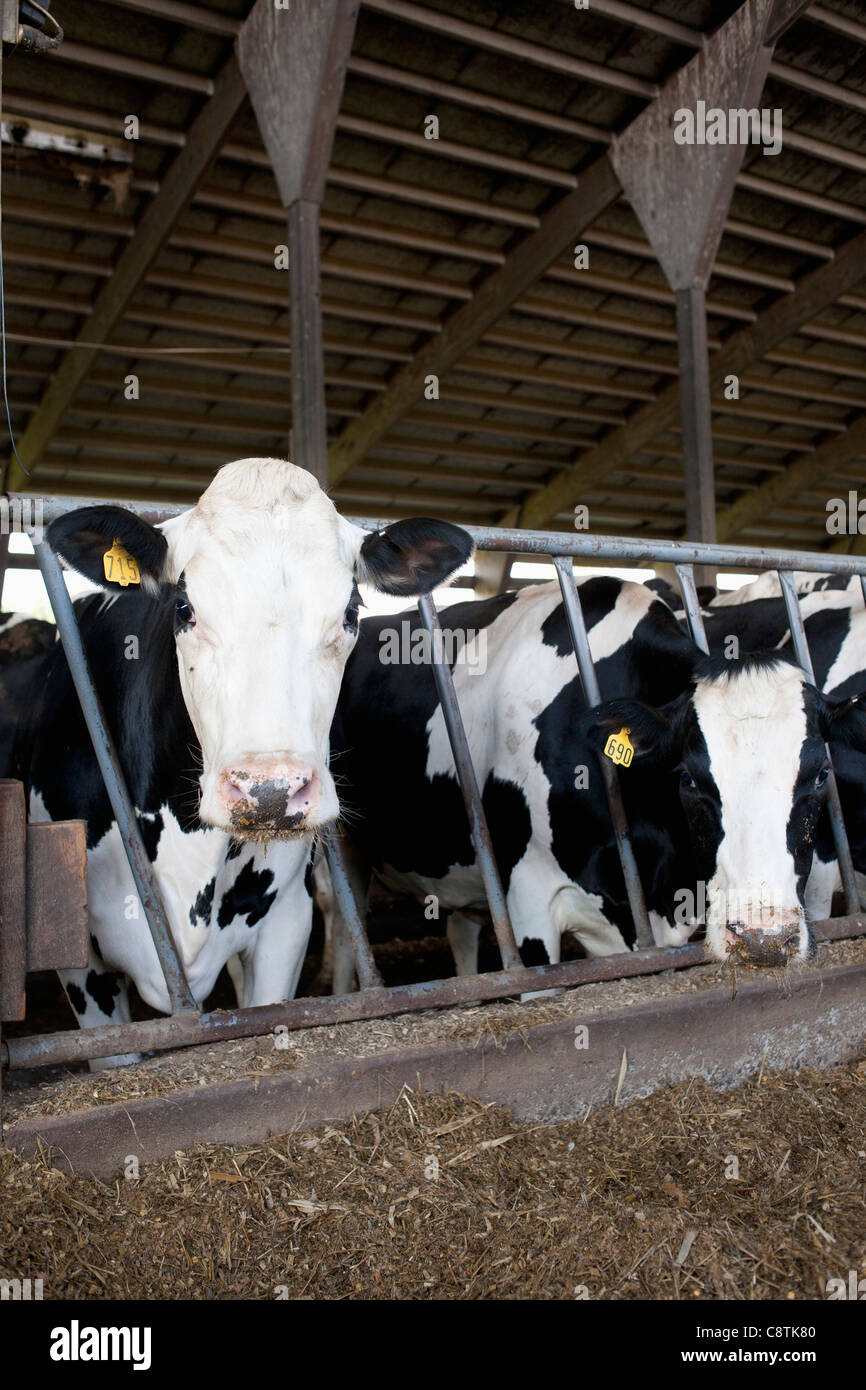 USA, New York State, Cows in barn Stock Photo - Alamy