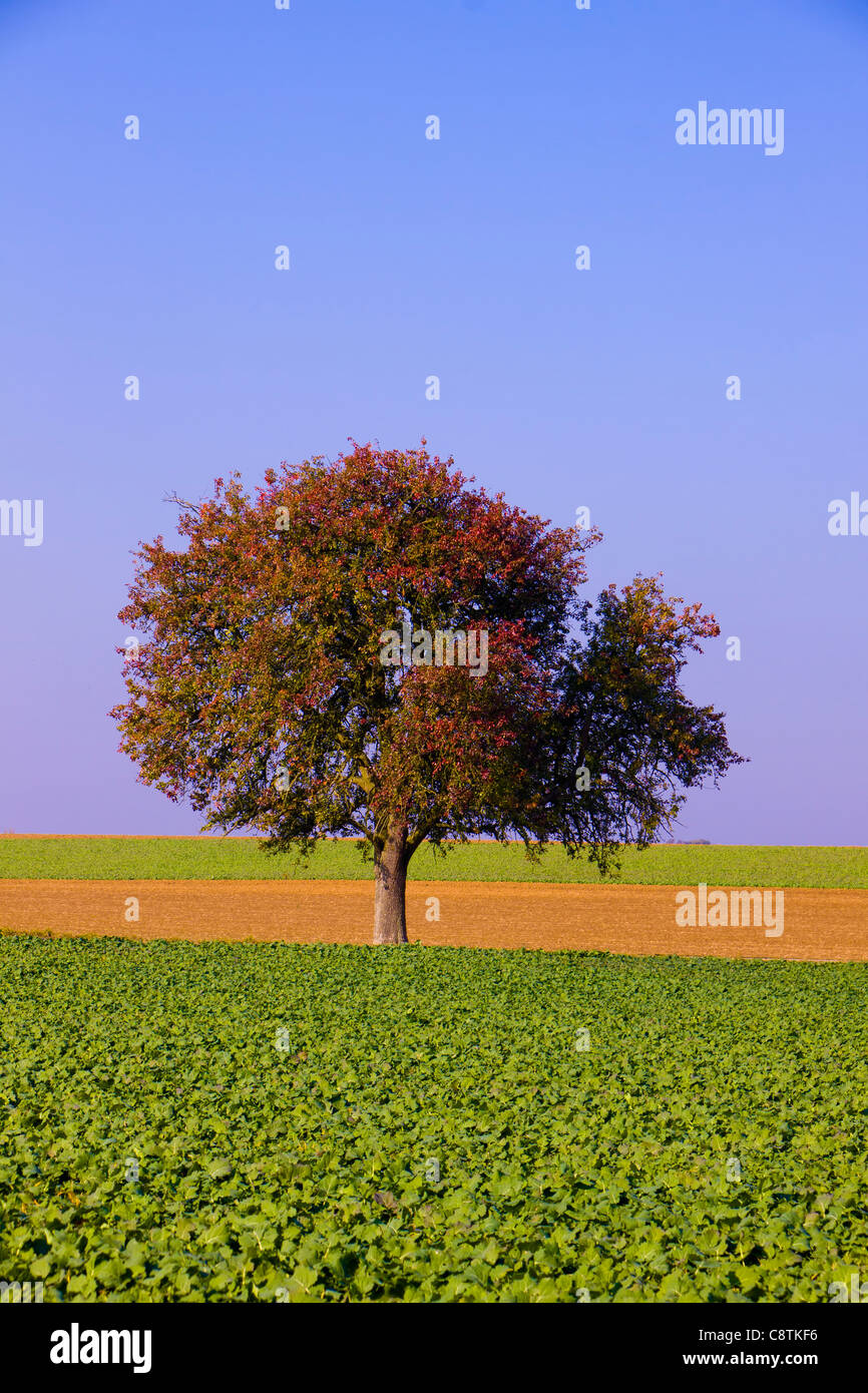 Tree in the field Stock Photo - Alamy