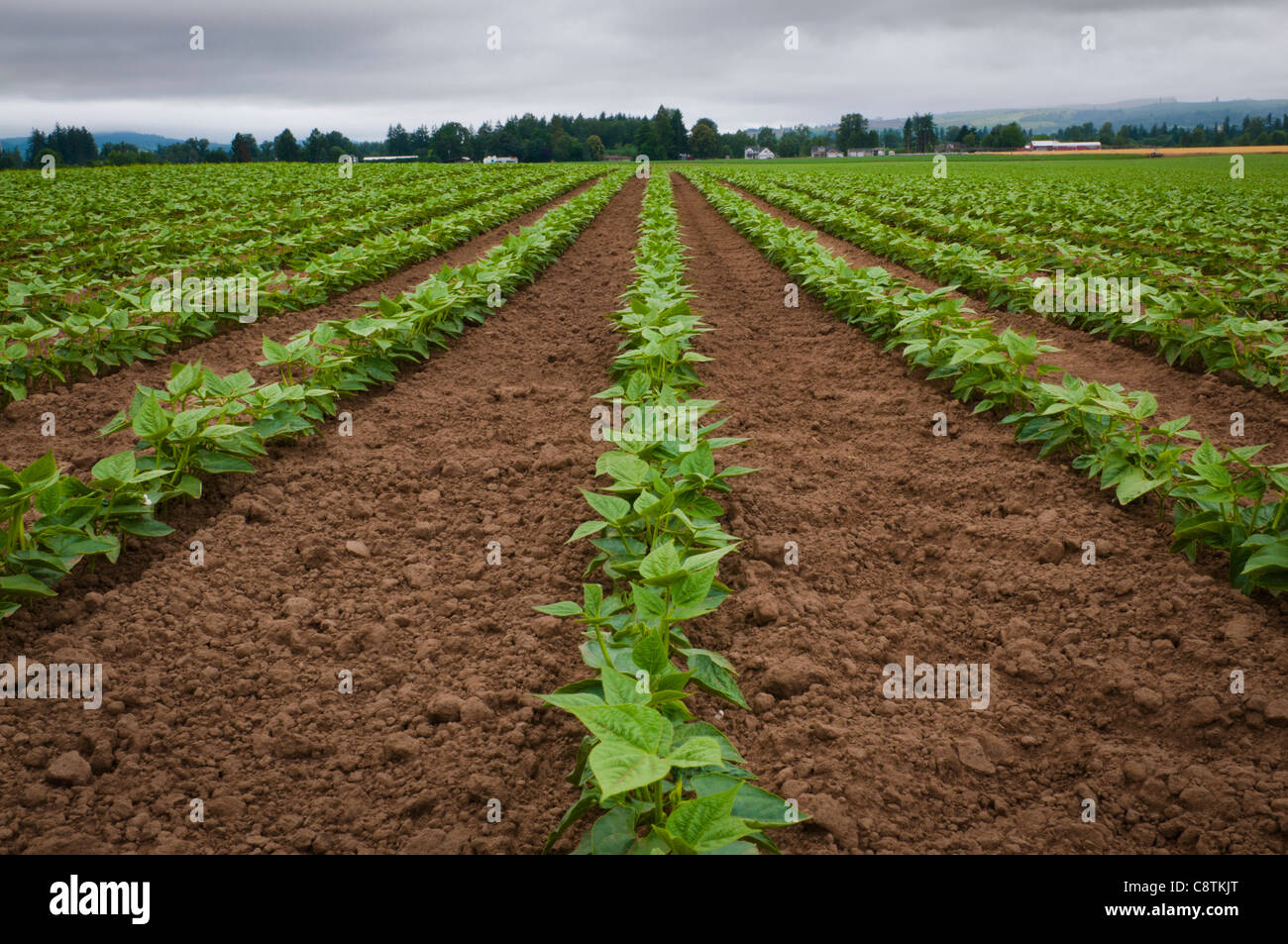 Green field of beans hi-res stock photography and images - Alamy