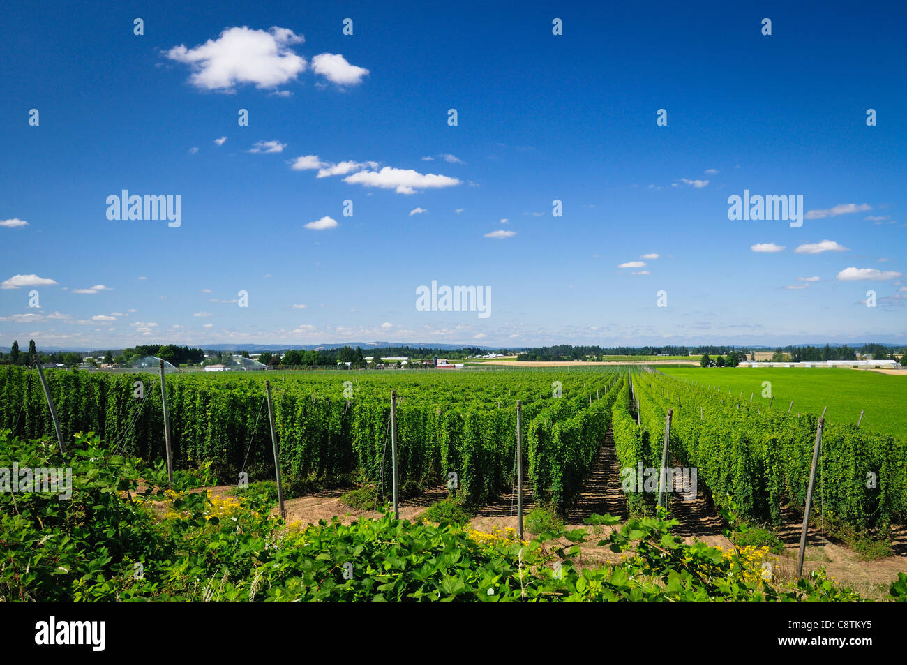USA, Oregon, Marion County, Hop field Stock Photo - Alamy