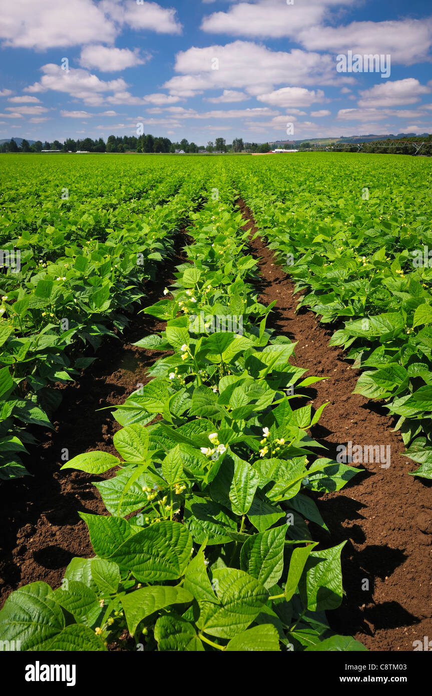 USA, Oregon, Marion County, Green bean field Stock Photo - Alamy