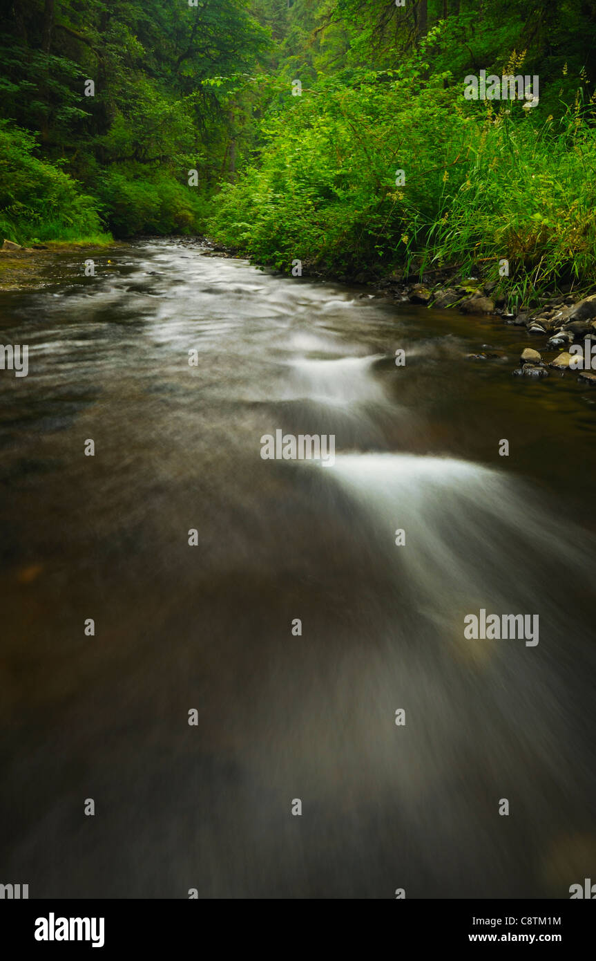 USA, Oregon, Silver Falls State Park, Silver Creek Stock Photo - Alamy