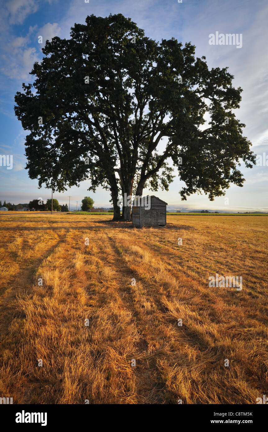 USA, Oregon, Marion County, Oak tree and shack in field Stock Photo - Alamy