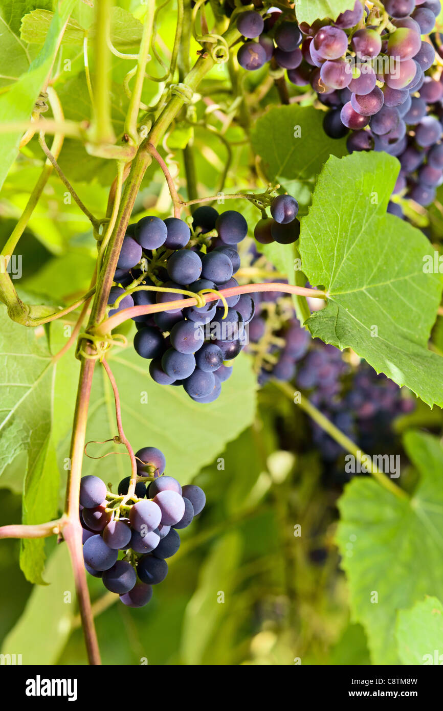 Vitis labrusca hi-res stock photography and images - Alamy