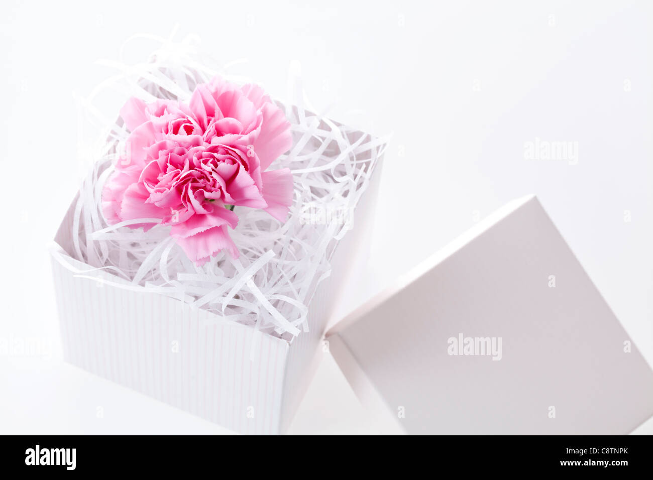 Carnation Flower In Gift Box Stock Photo - Alamy