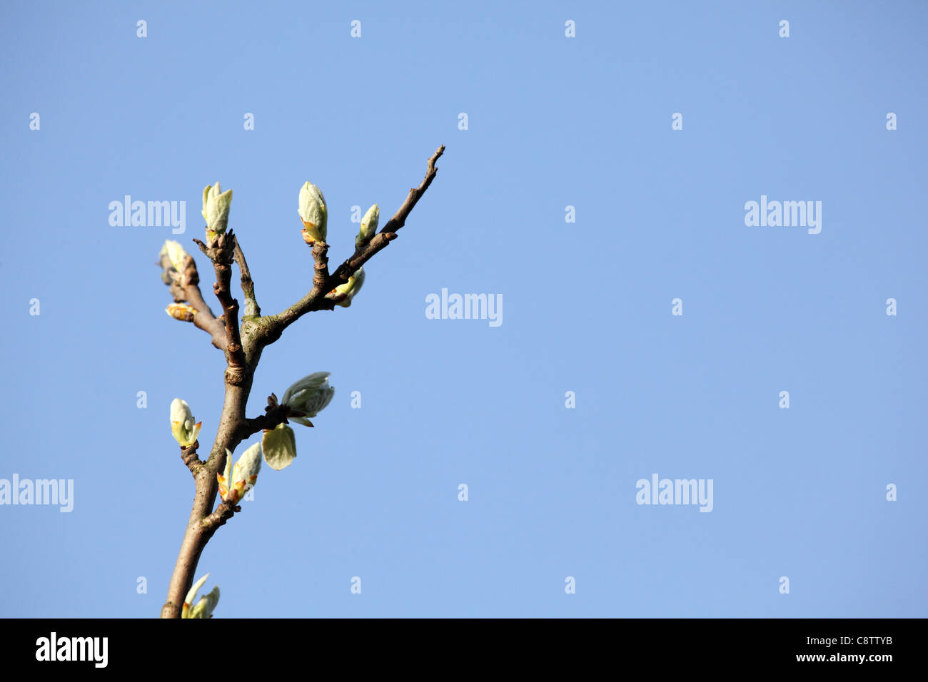 spring buds on a tree Stock Photo - Alamy
