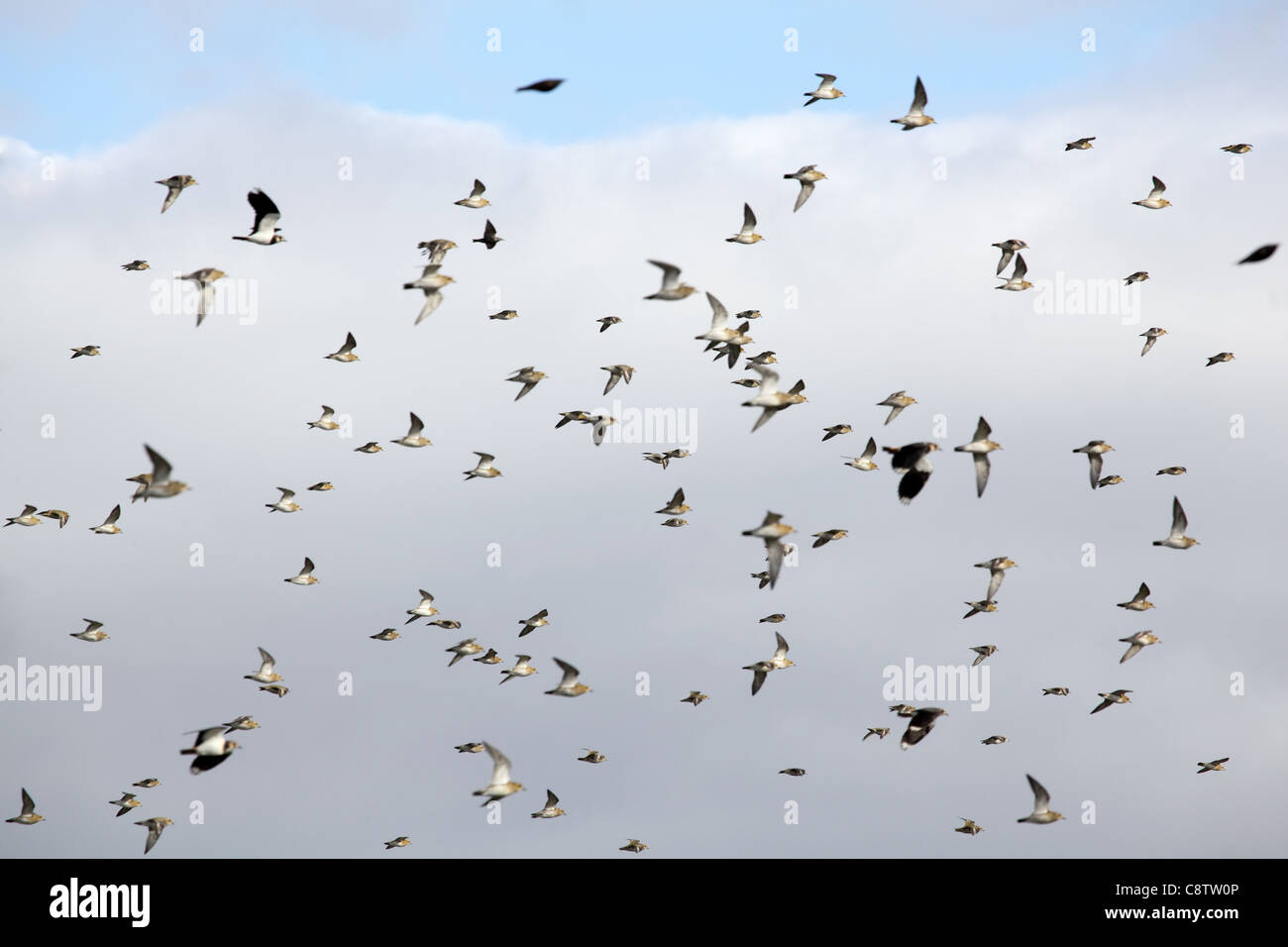 Plover in flight hi-res stock photography and images - Alamy