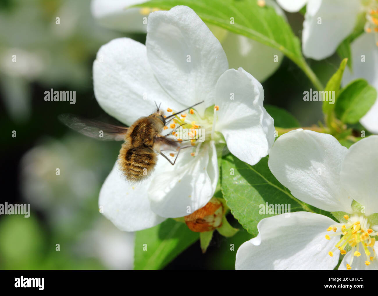 Buzz pollination fruit hi-res stock photography and images - Alamy