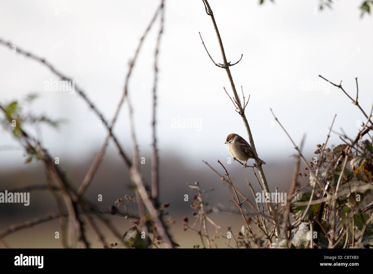 Tree sparrow yorkshire hi-res stock photography and images - Alamy