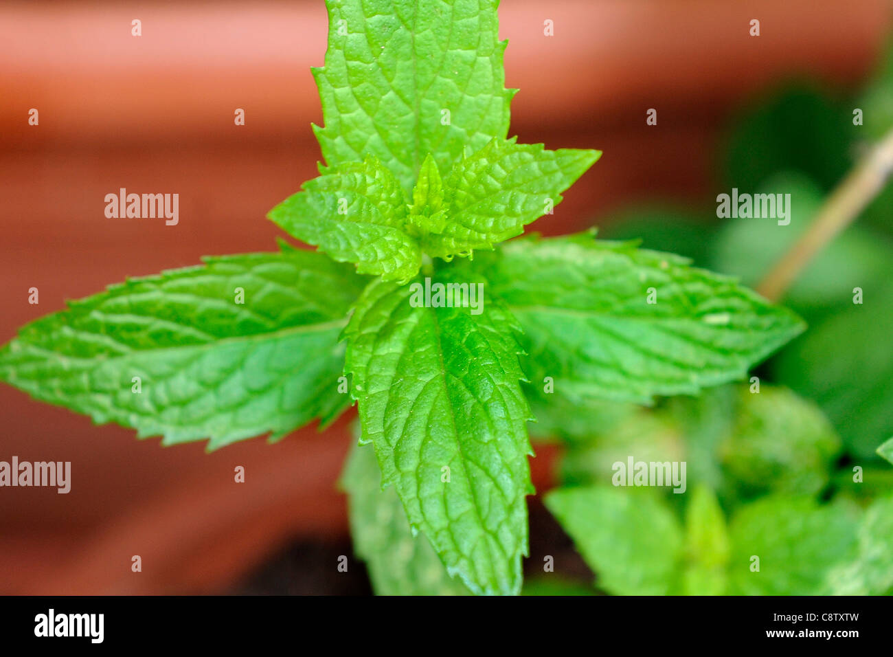 Leaves leave hi-res stock photography and images - Alamy