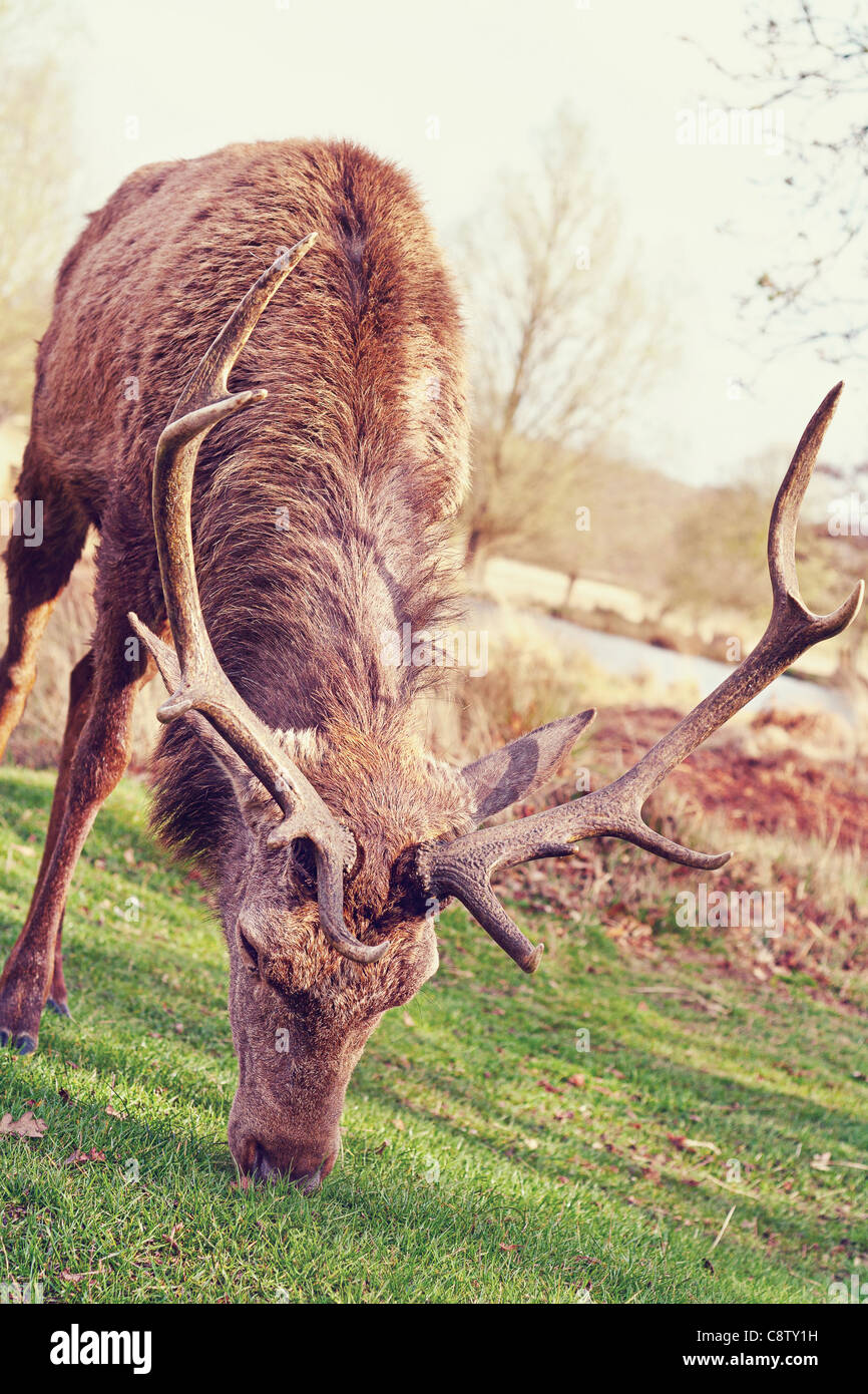 Red deer grazing in Richmond Park Stock Photo - Alamy