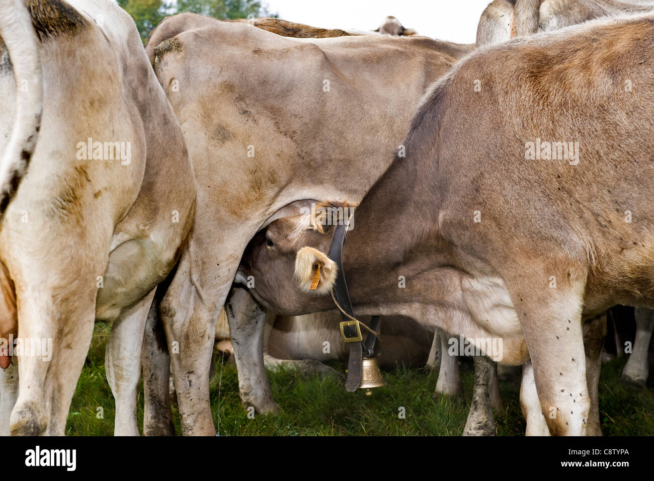 Cows breeding hi-res stock photography and images - Alamy