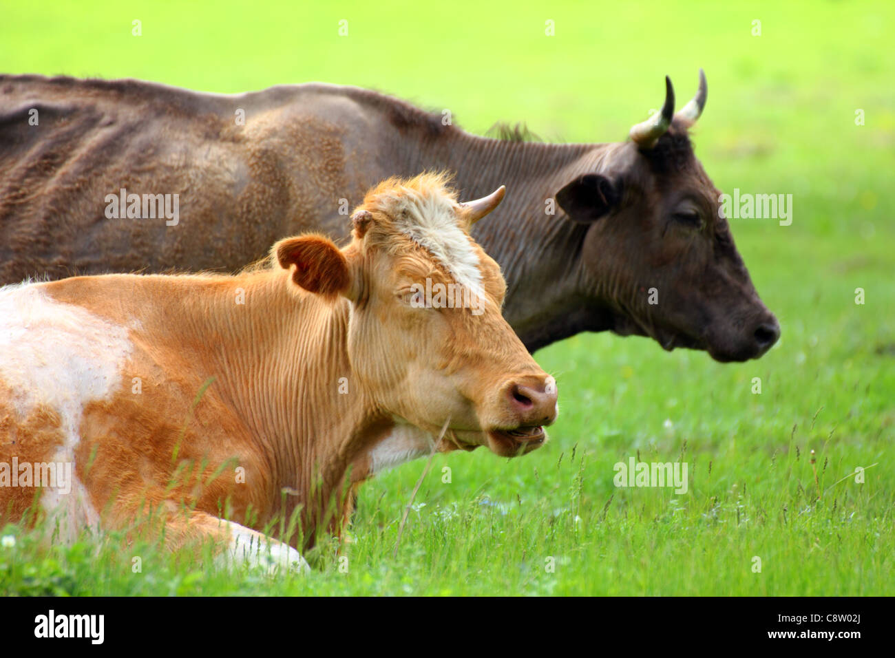 two cows resting on green meadow - farm animals Stock Photo - Alamy