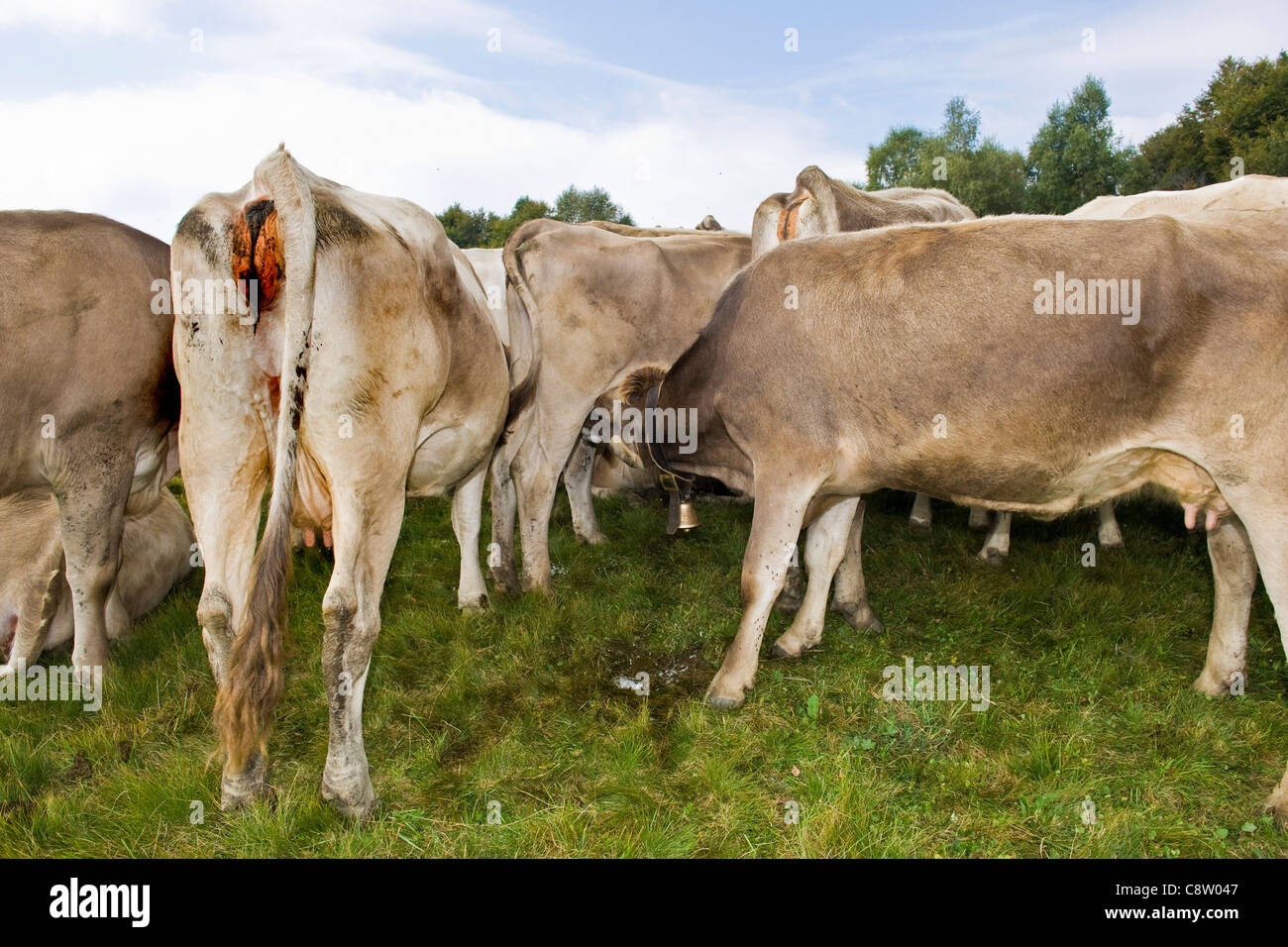 Raising cows hi-res stock photography and images - Alamy
