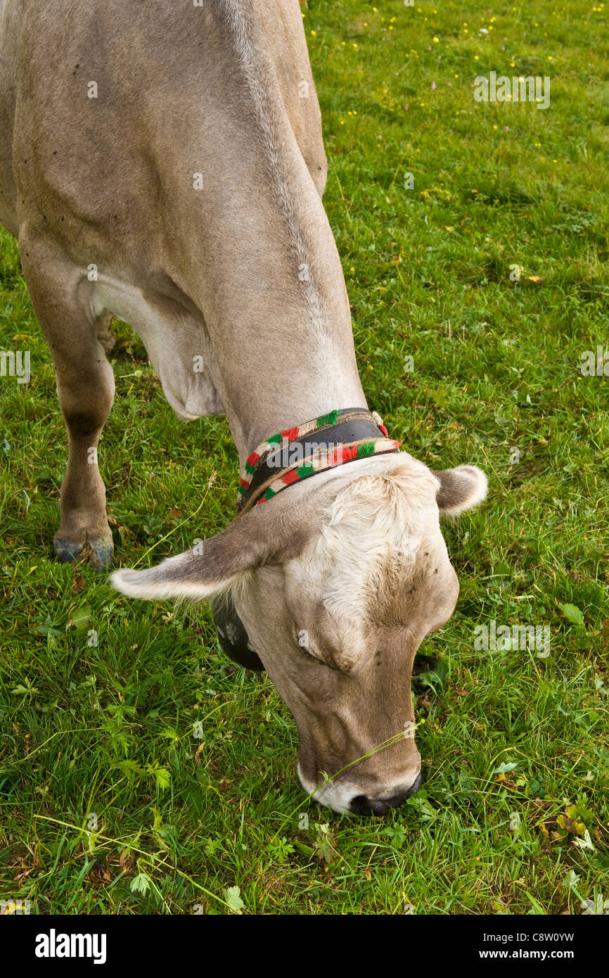 Cow breeding hi-res stock photography and images - Alamy