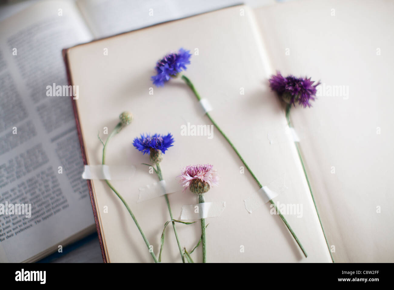 Flowers With Books Stock Photo - Alamy