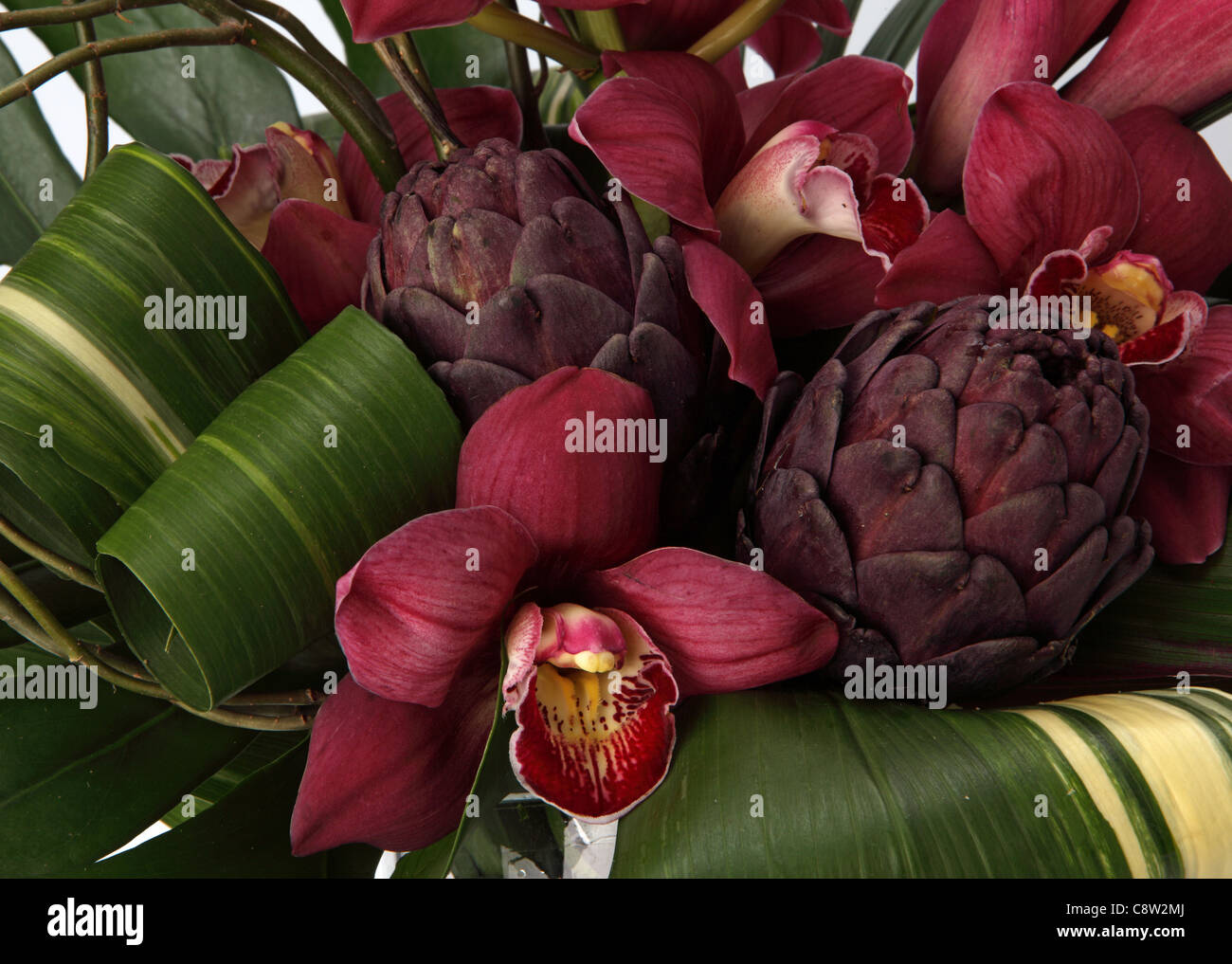Purple cymbidium hi-res stock photography and images - Alamy