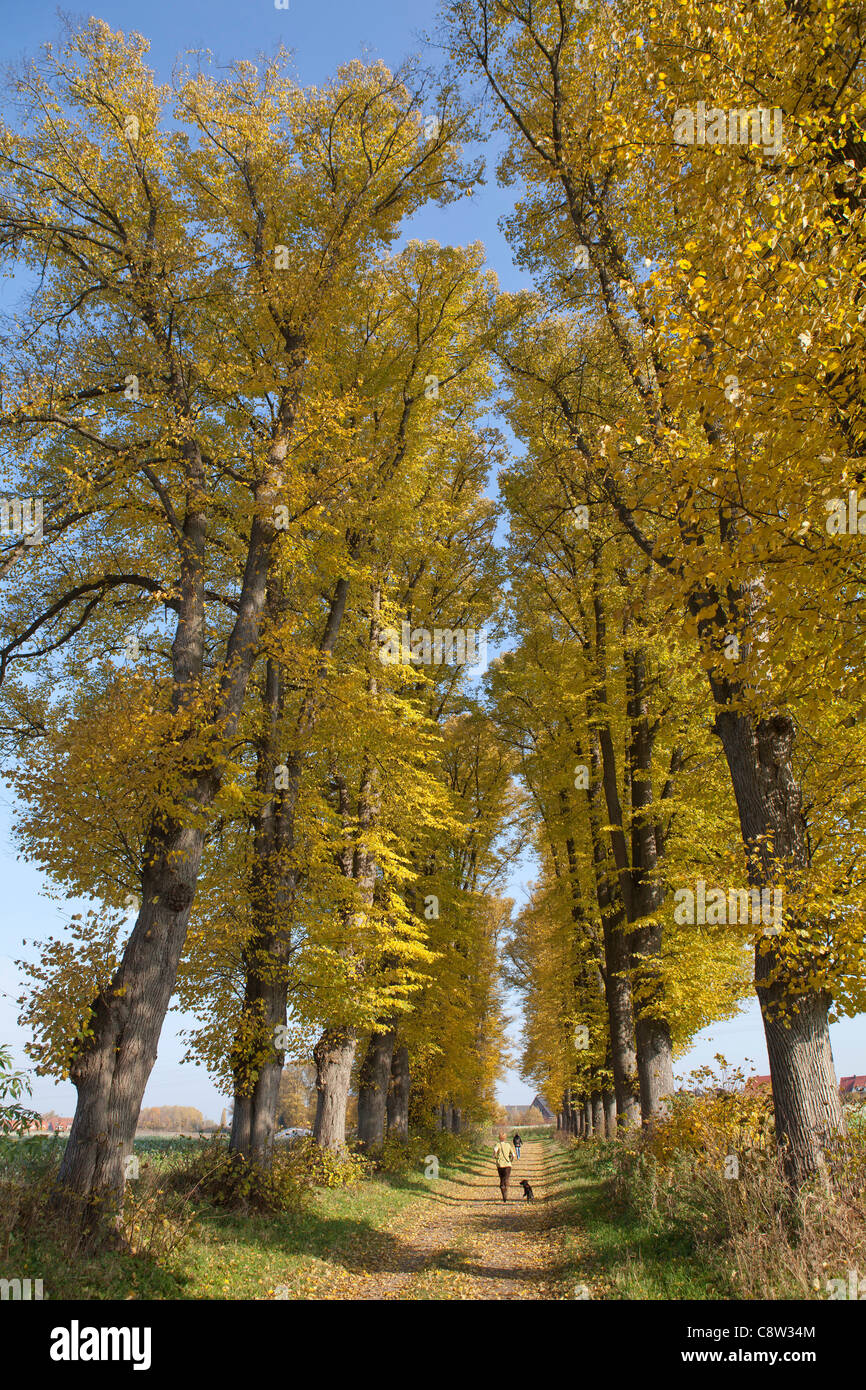 Autumnal avenue of trees hi-res stock photography and images - Alamy