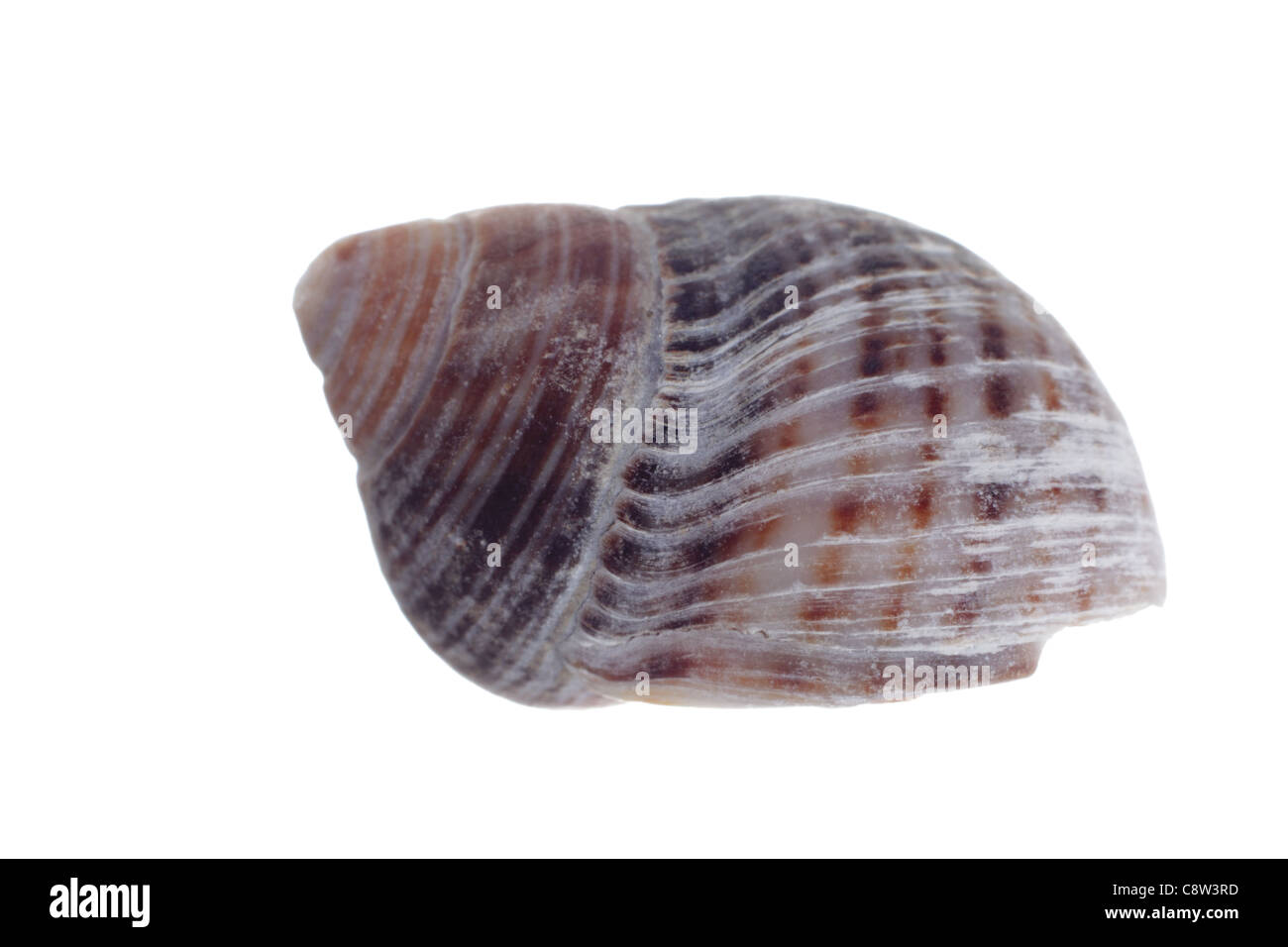 Spiral Shell on a white background Stock Photo - Alamy