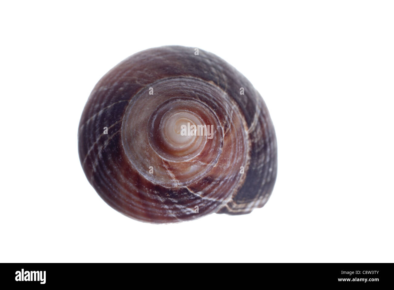 Spiral Shell on a white background Stock Photo - Alamy