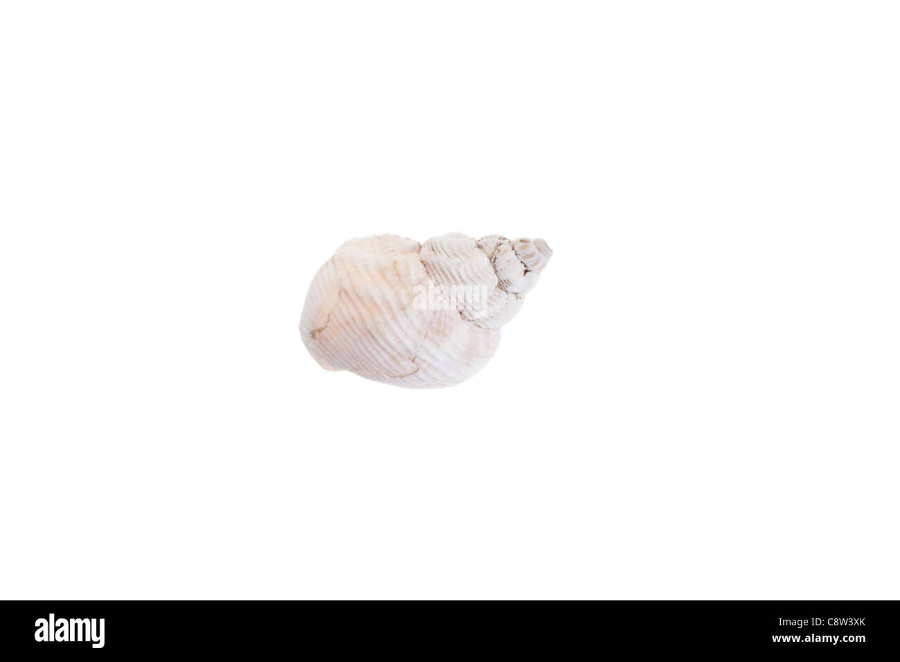 Spiral Shell on a white background Stock Photo - Alamy