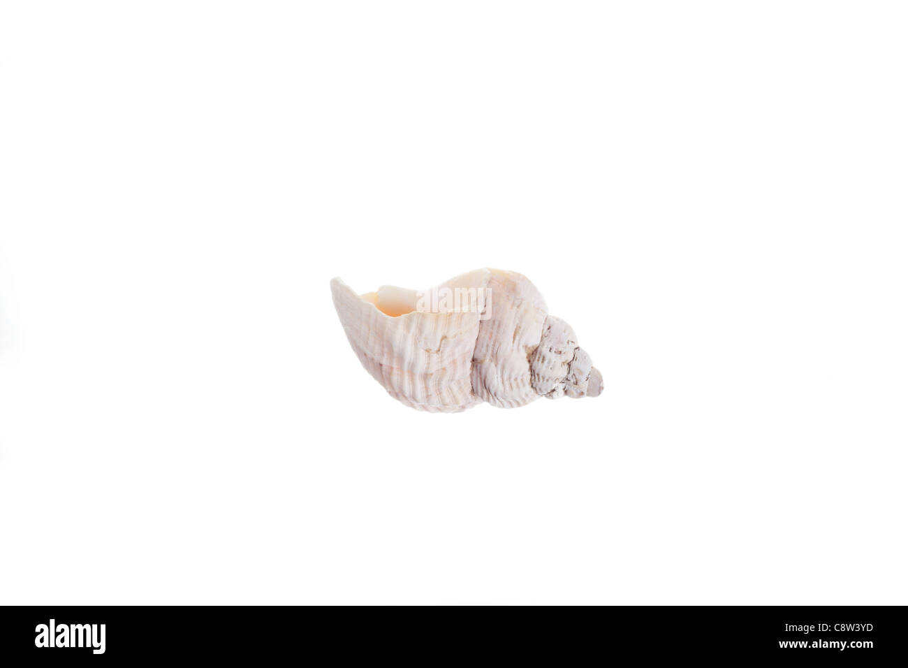Spiral Shell on a white background Stock Photo - Alamy