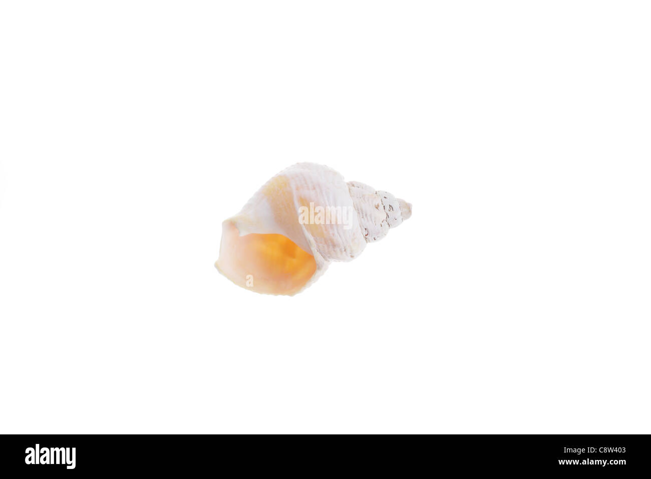 Spiral Shell on a white background Stock Photo - Alamy