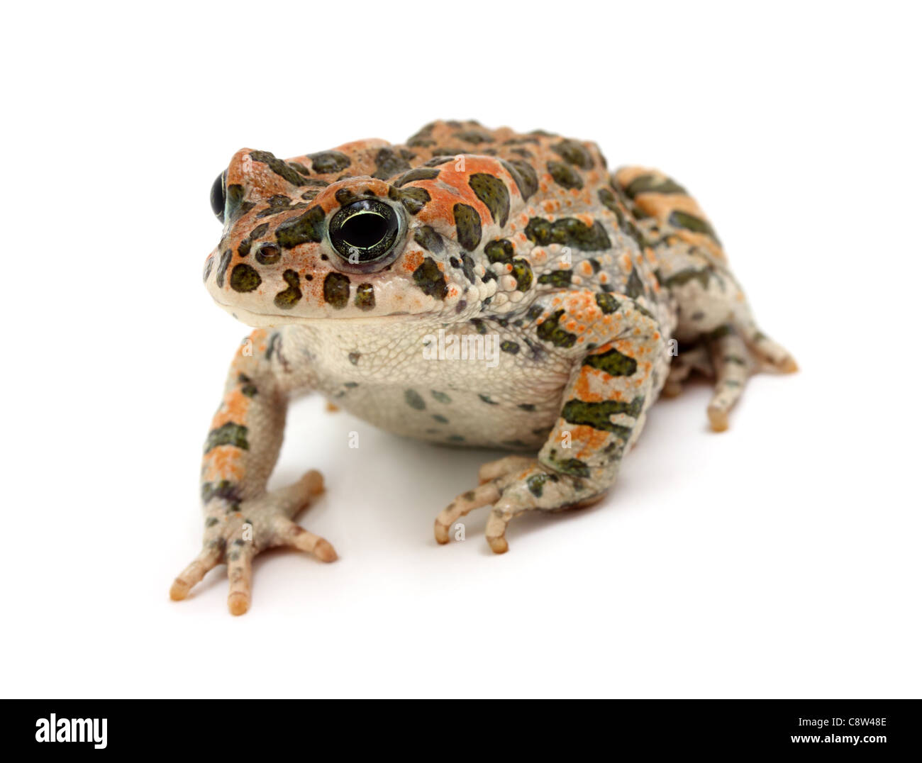 spotted toad sitting - isolated on white background Stock Photo - Alamy