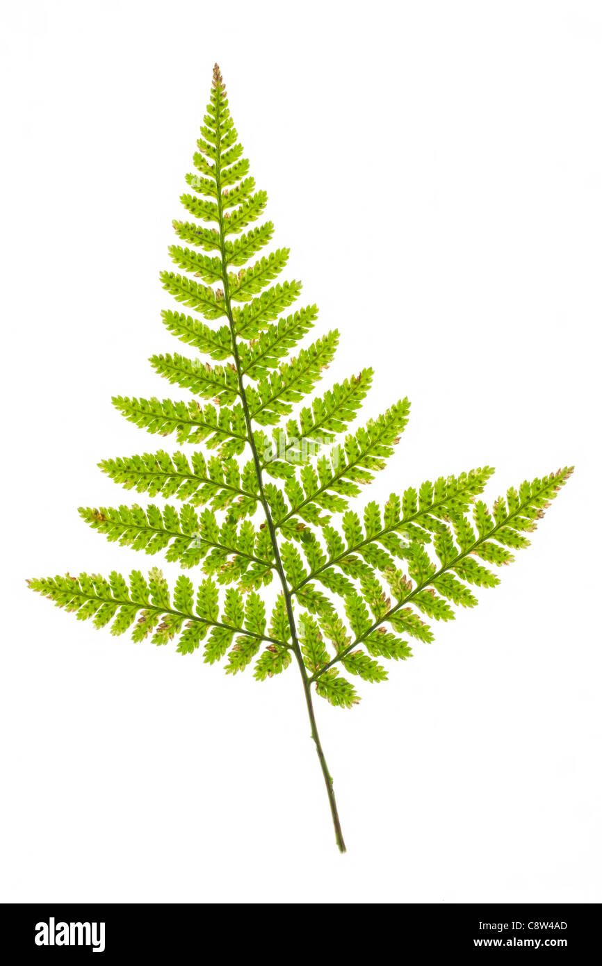 Structure of fern leaf hi-res stock photography and images - Alamy
