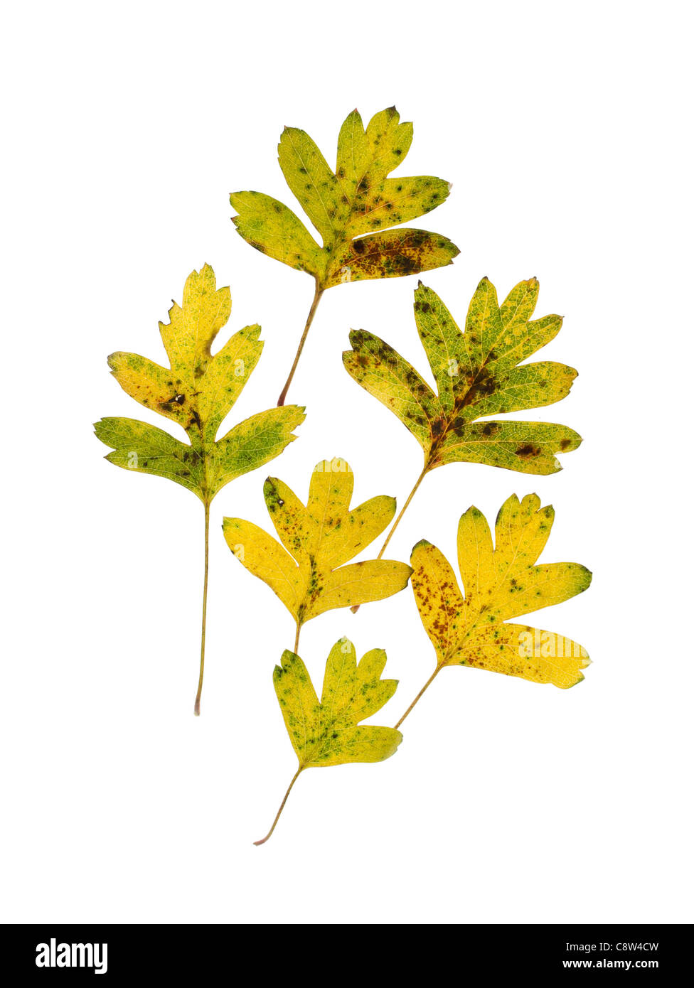 Six autumn hawthorn leaves on white background Stock Photo - Alamy