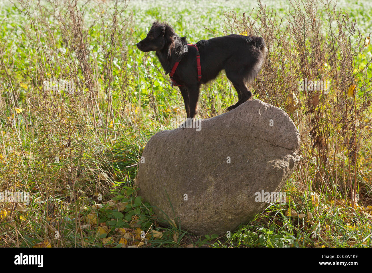 dog standing on a rock Stock Photo - Alamy