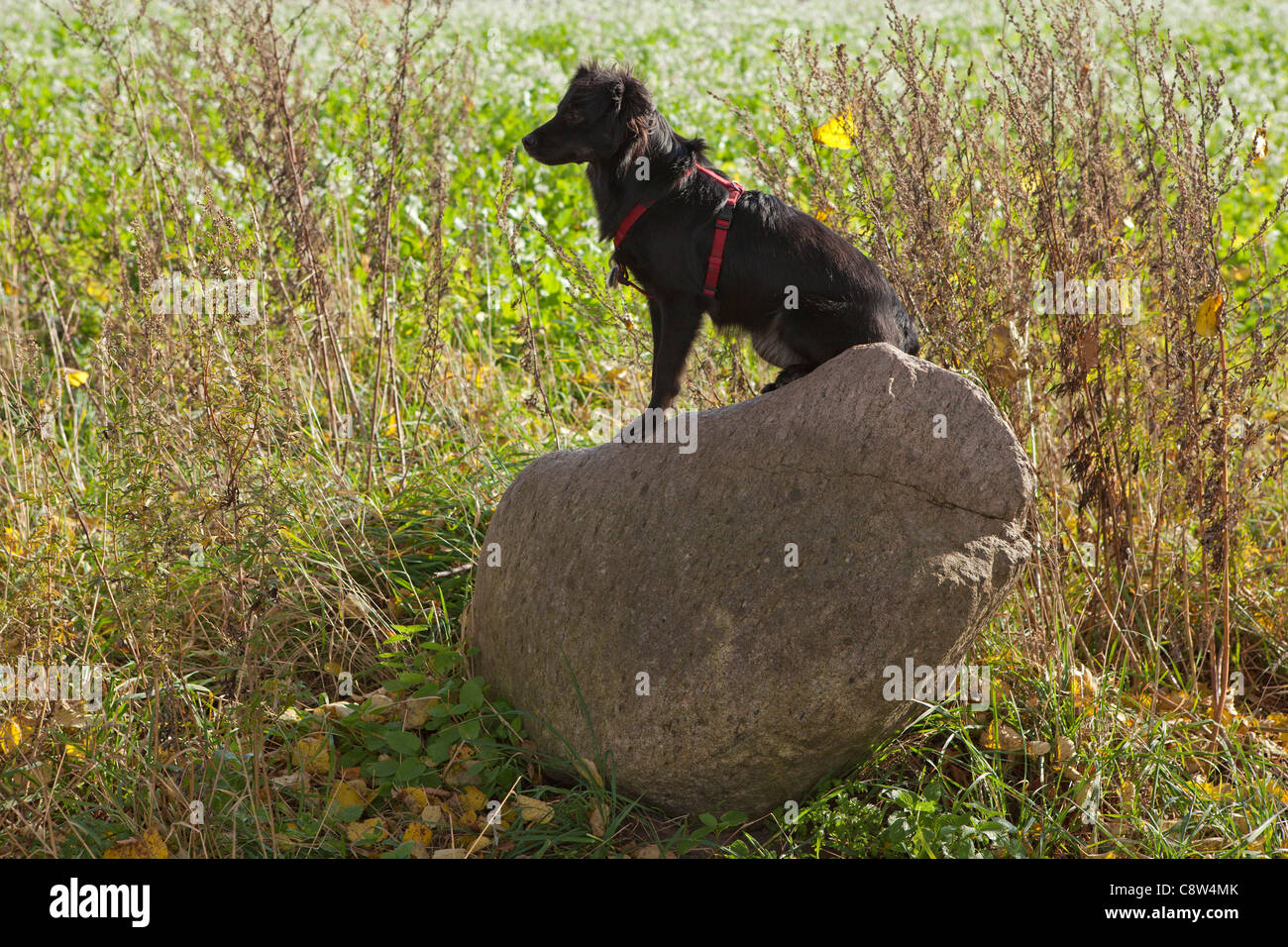 dog sitting on a rock Stock Photo - Alamy