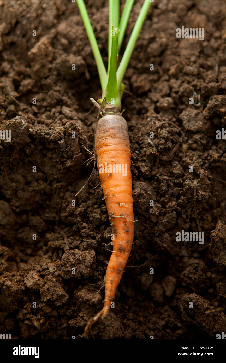 Organic Carrot On Mud Stock Photo - Alamy