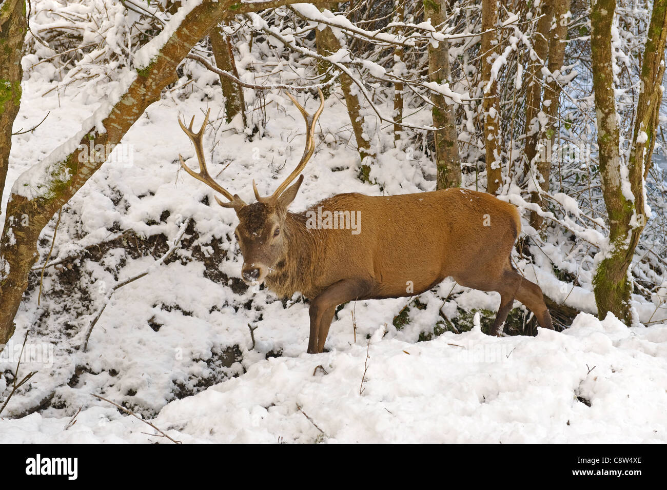 Native trees to ireland hi-res stock photography and images - Alamy