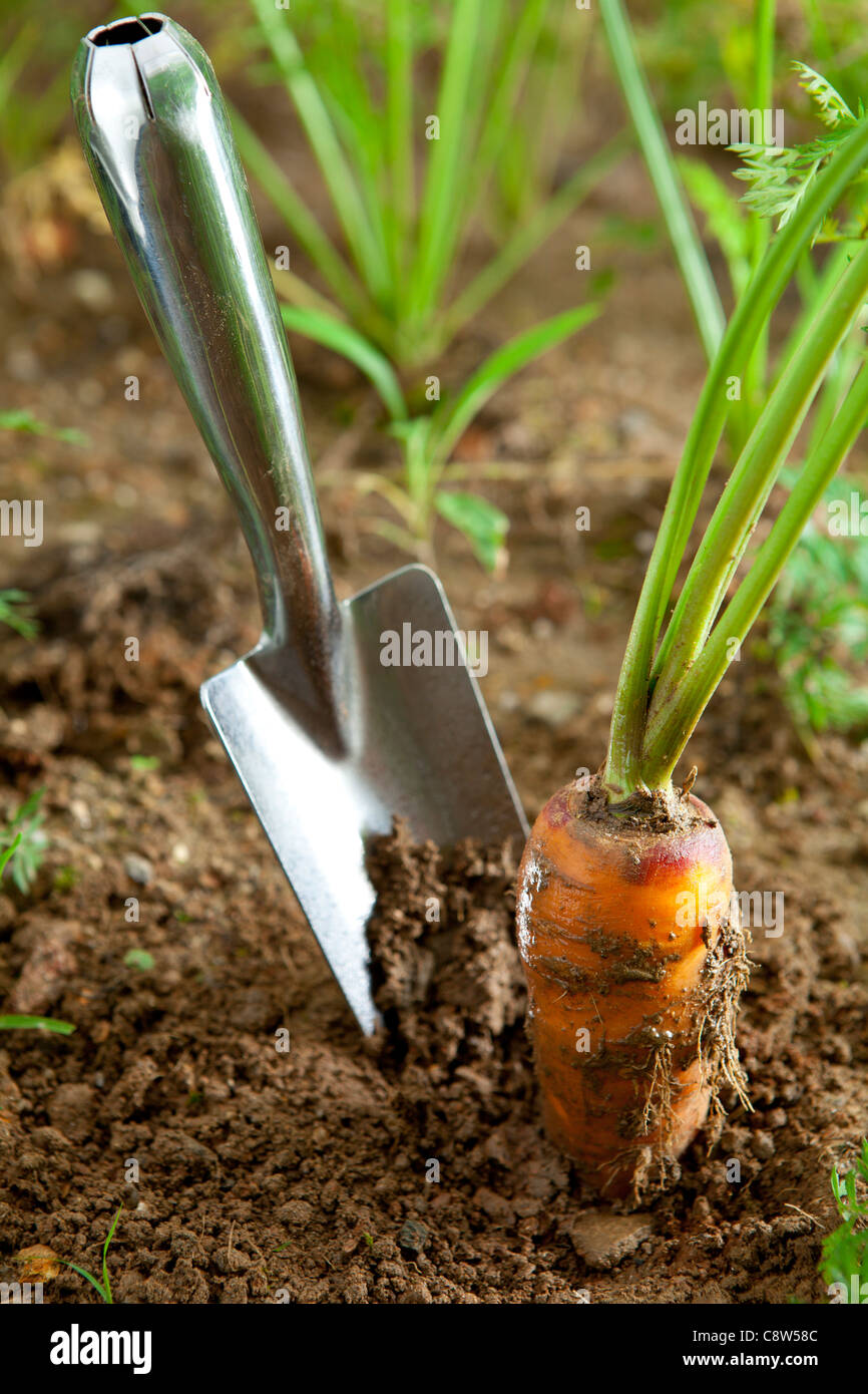Organic Carrot On Mud Stock Photo - Alamy