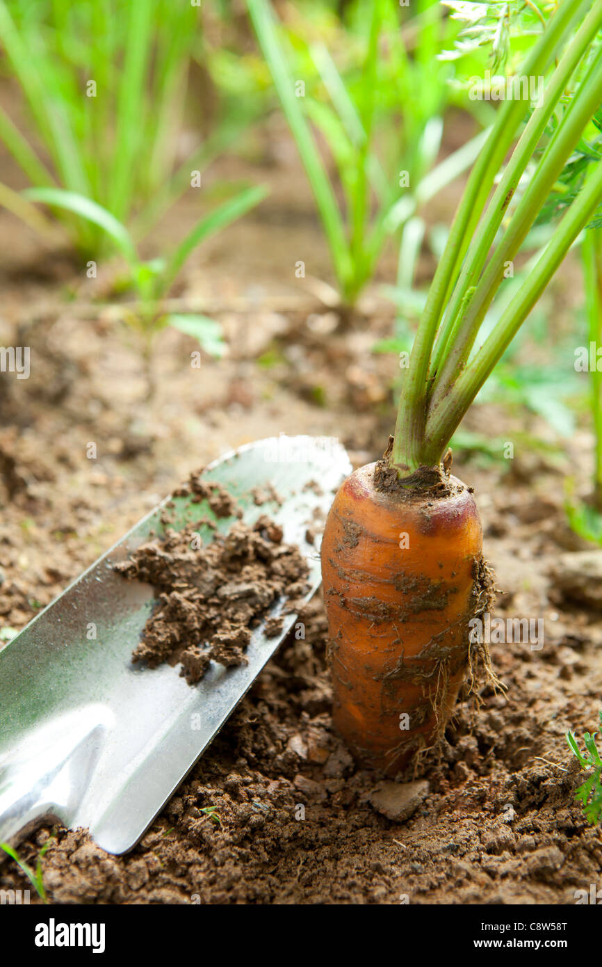 Organic carrot hi-res stock photography and images - Alamy